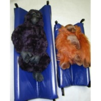 V Shaped Pet-Sitioner | Veterinary Patient Positioning | X-Ray Exam